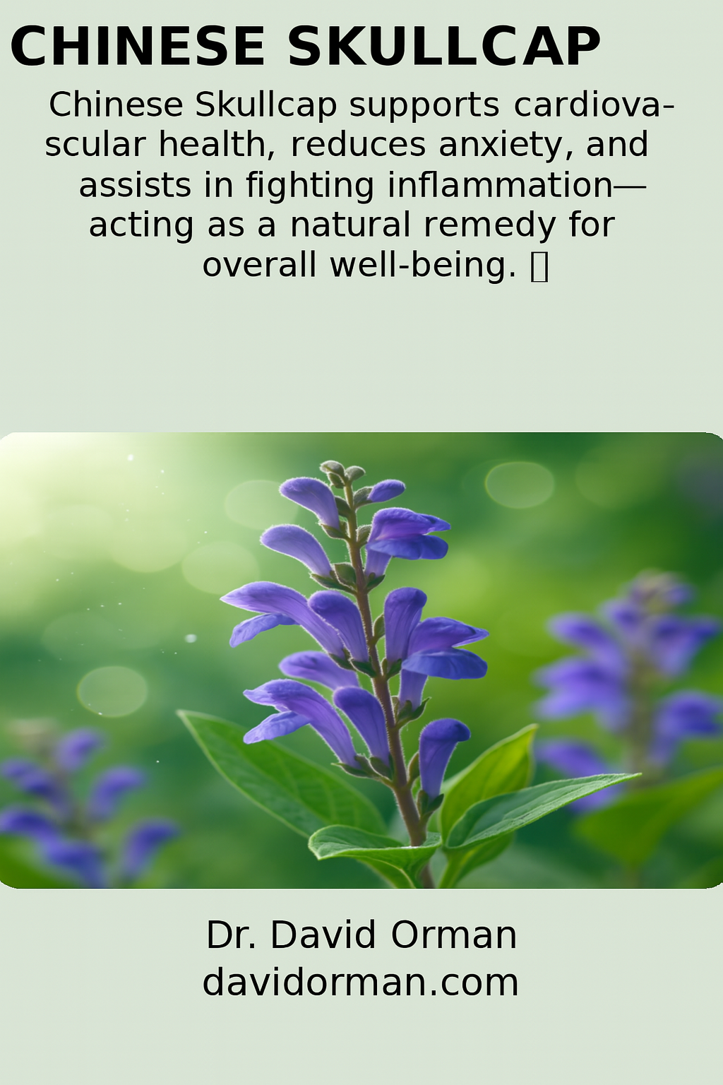 Chinese Skullcap: A Potent Herb for Modern Healing